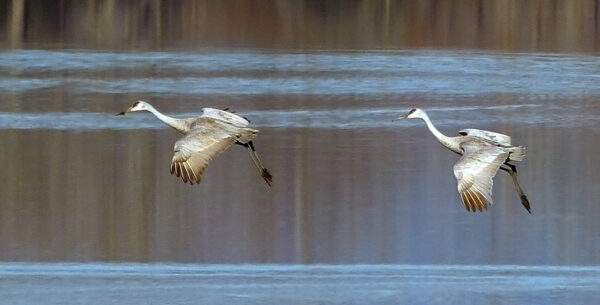 Sandhill Cranes Flying Over Kentucky - Creasey Mahan Nature Preserve