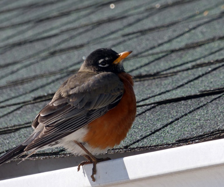 Robin Scientists - Creasey Mahan Nature Preserve