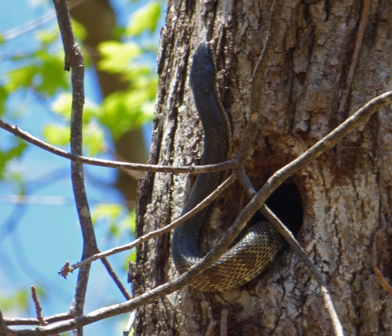 Snake in a Tree - Creasey Mahan Nature Preserve