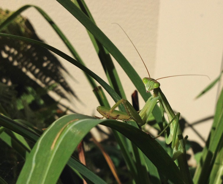 Praying Mantis on Day Lilies - Creasey Mahan Nature Preserve