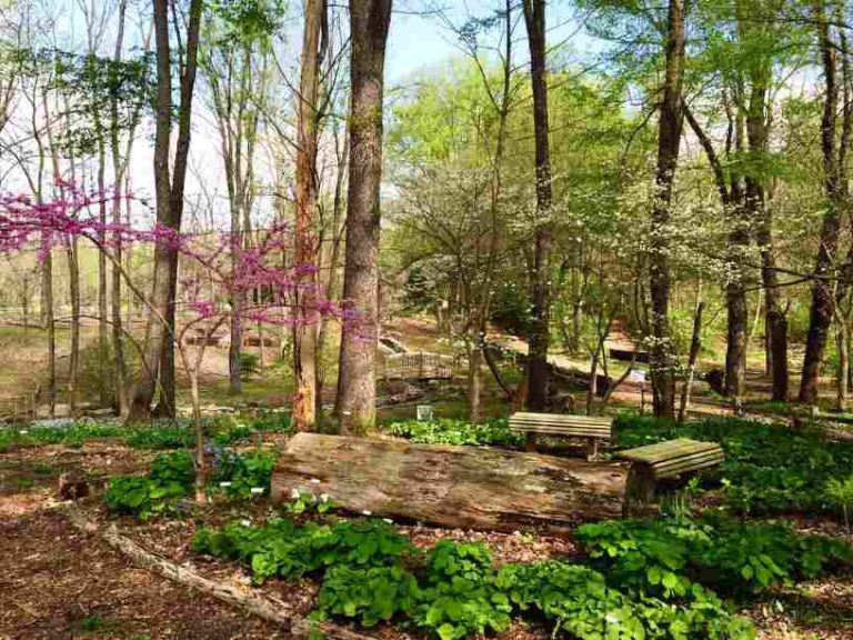 Forest Sanctuary Stroll - Creasey Mahan Nature Preserve