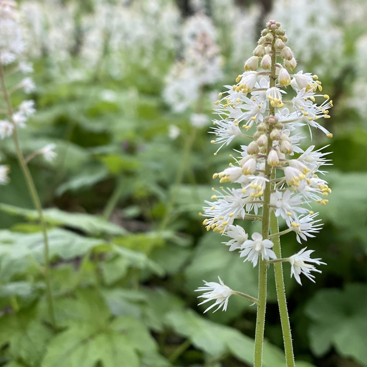Native Grasslands - Creasey Mahan Nature Preserve