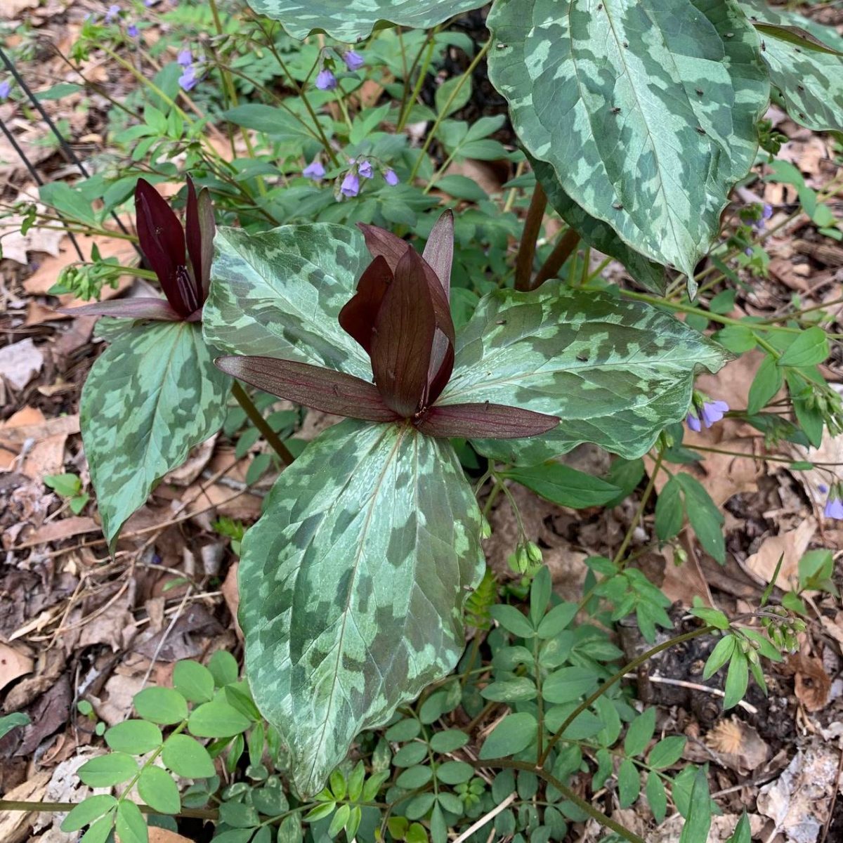 Take a Walk with Tavia #3 - Sweet Betsy Trillium and Jacob's Ladder ...