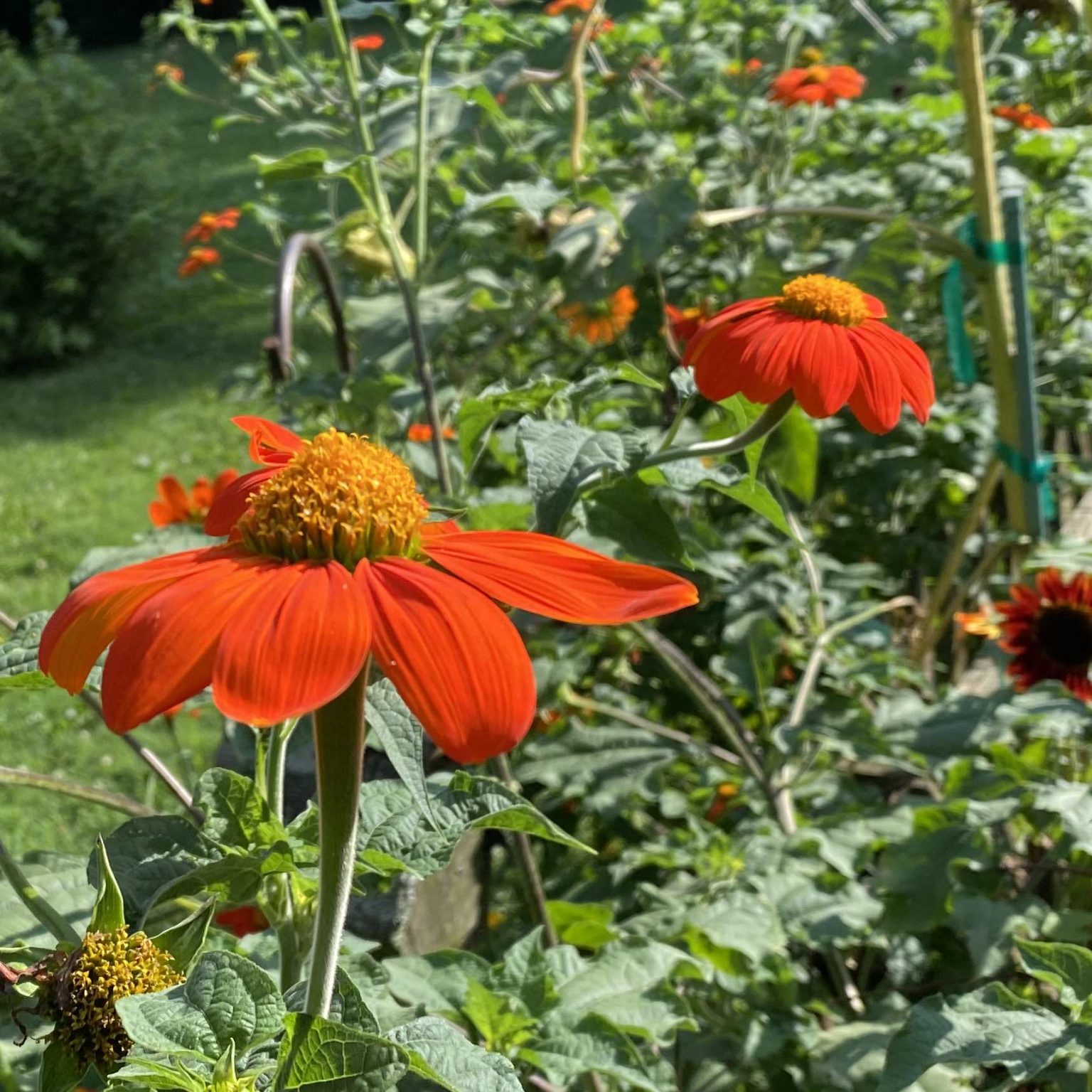 Take a Walk with Tavia #37 - Mexican Sunflower - Creasey Mahan Nature ...