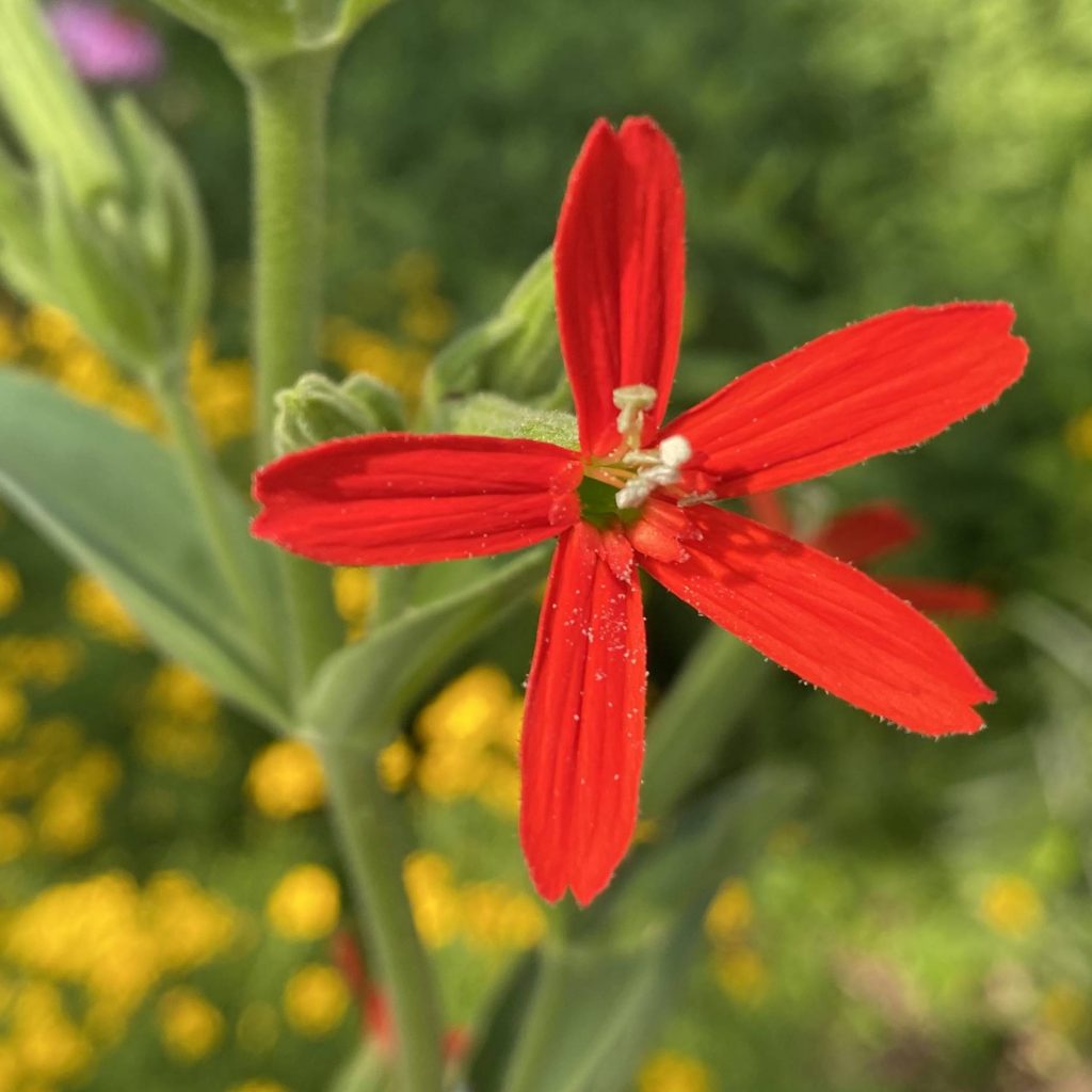 Take a Walk with Tavia #30 - Royal Catchfly - Creasey Mahan Nature Preserve