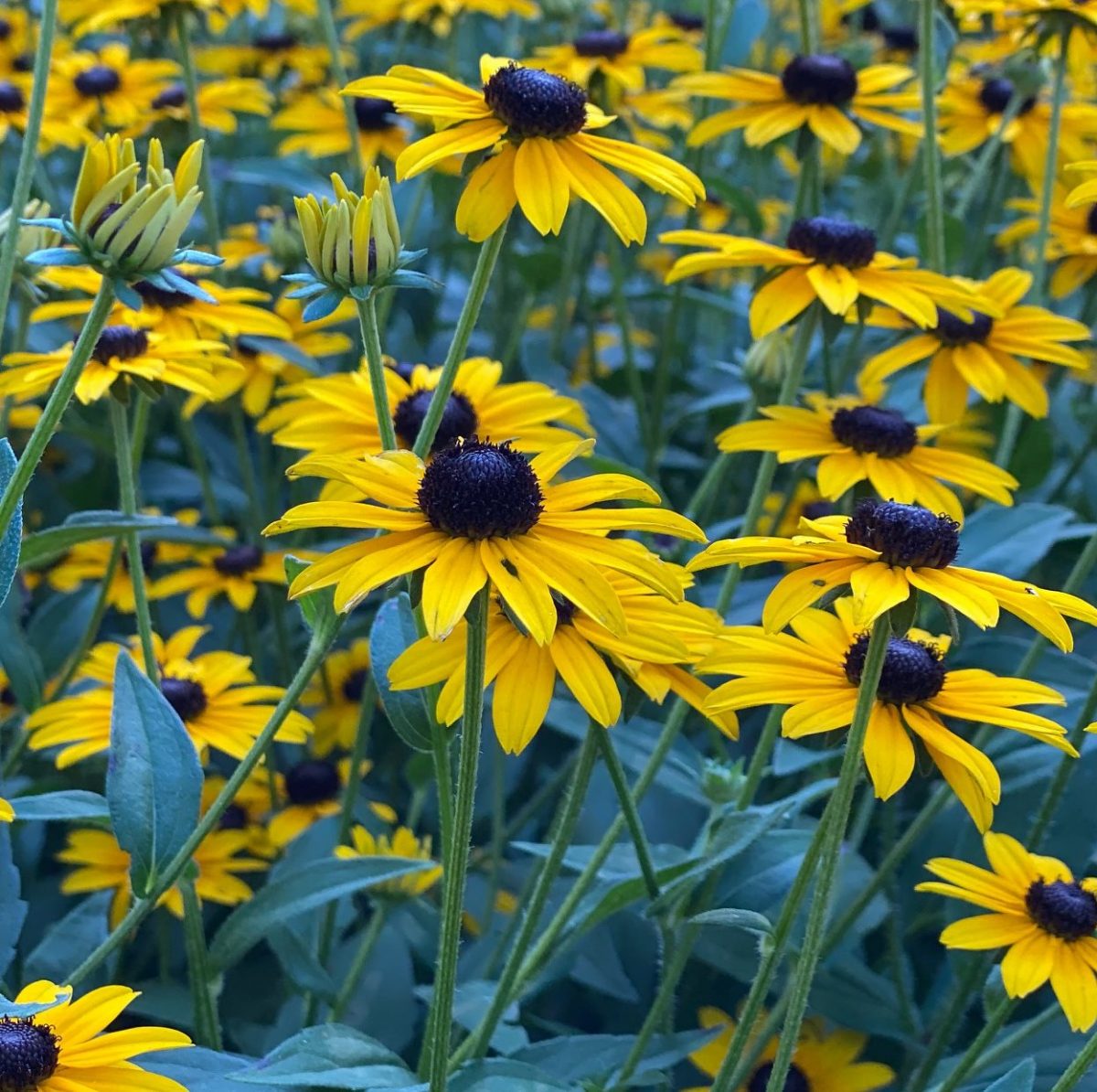 Take a Walk with Tavia #39 - Black-Eyed Susan - Creasey Mahan Nature ...
