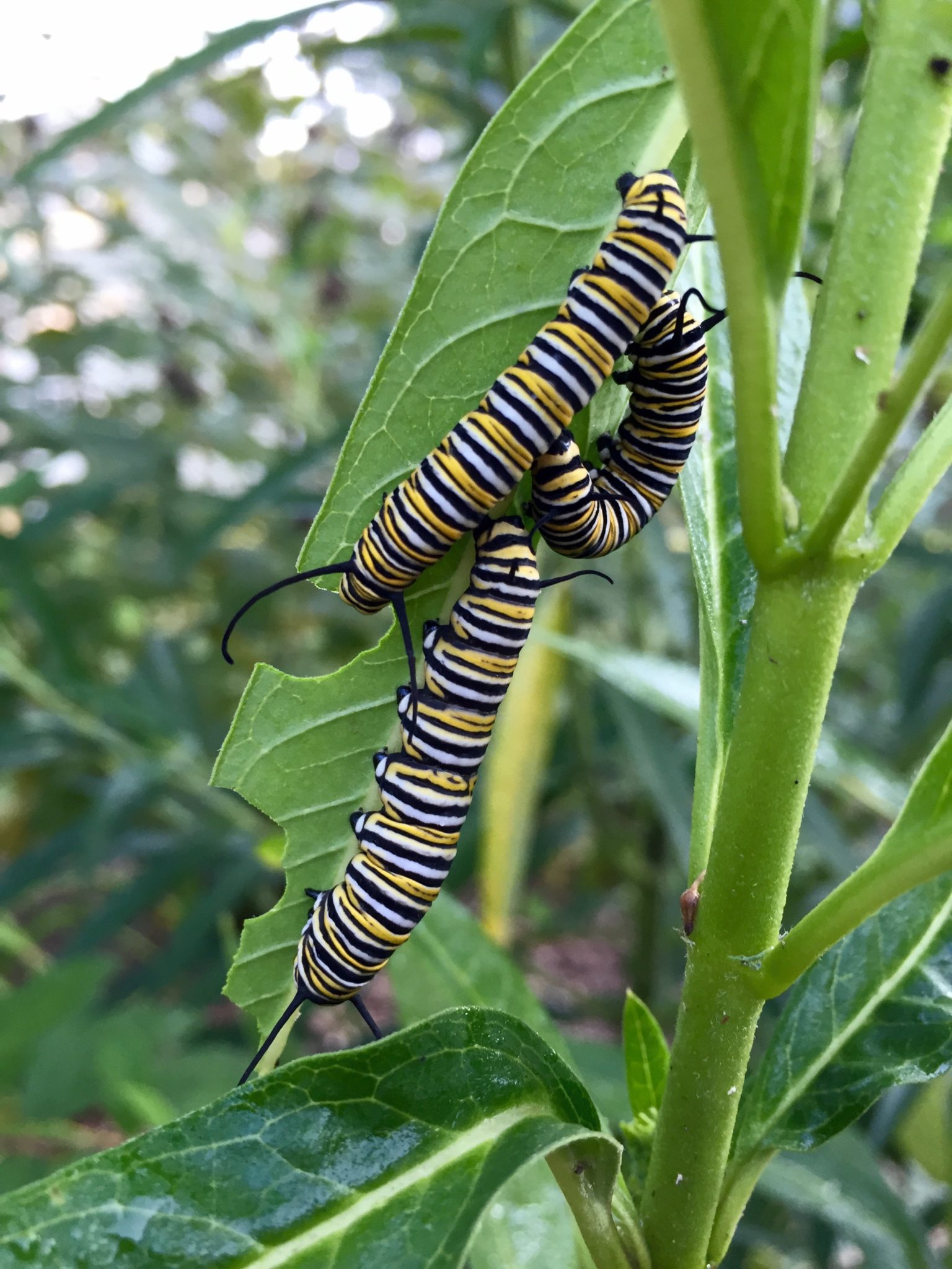 Saving the Migrating Monarchs - Creasey Mahan Nature Preserve