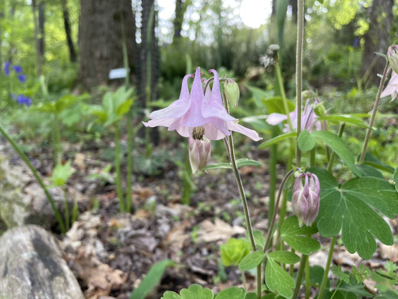Common Columbine - Creasey Mahan Nature Preserve