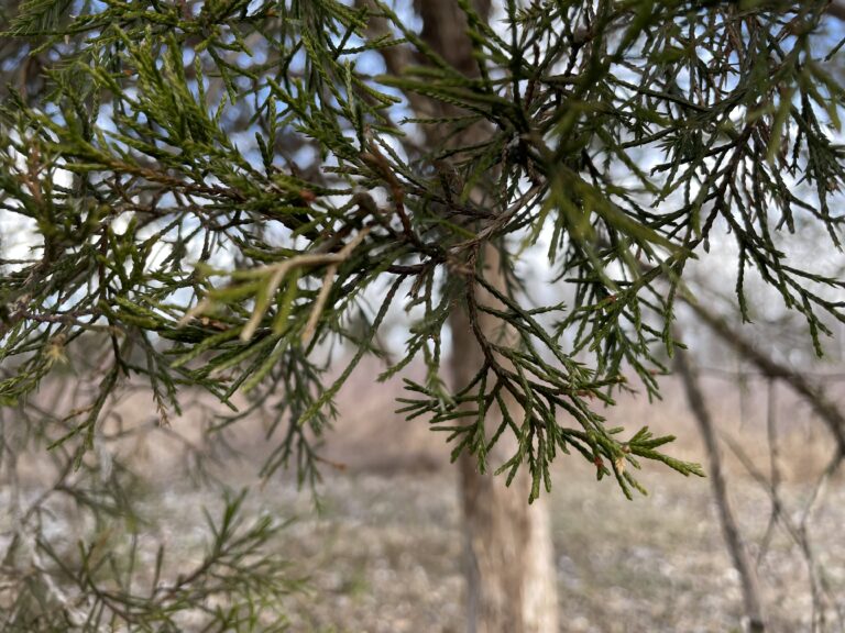 Eastern Red Cedar - Creasey Mahan Nature Preserve