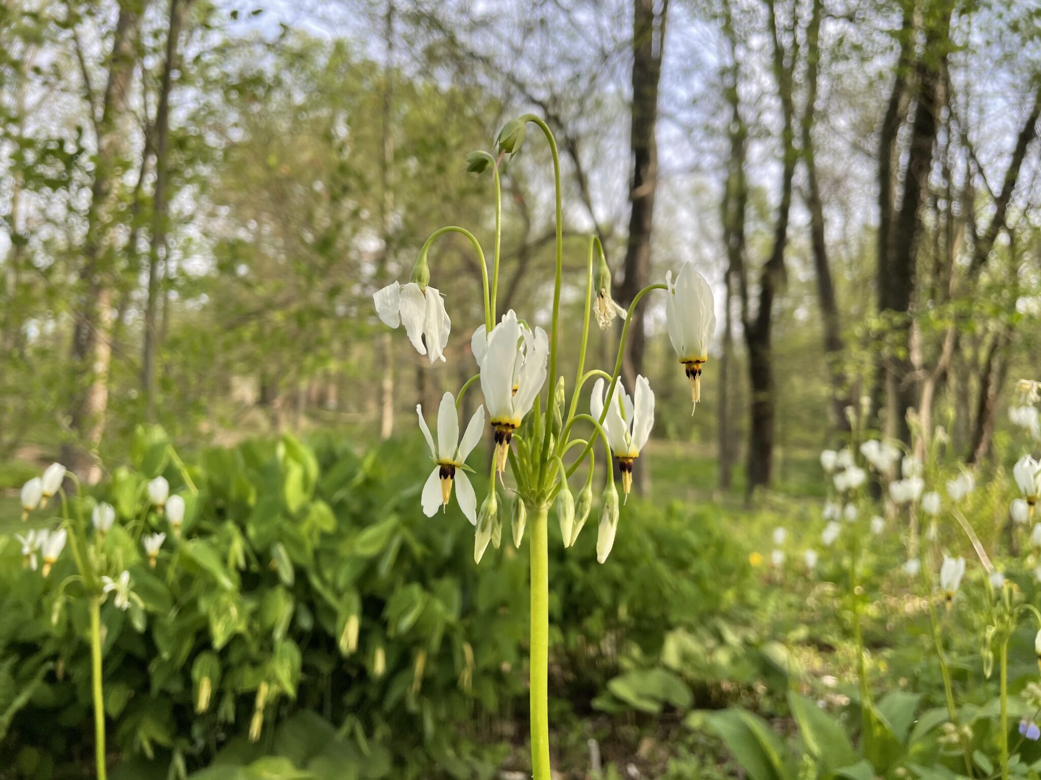 Eastern Shooting Star - Creasey Mahan Nature Preserve