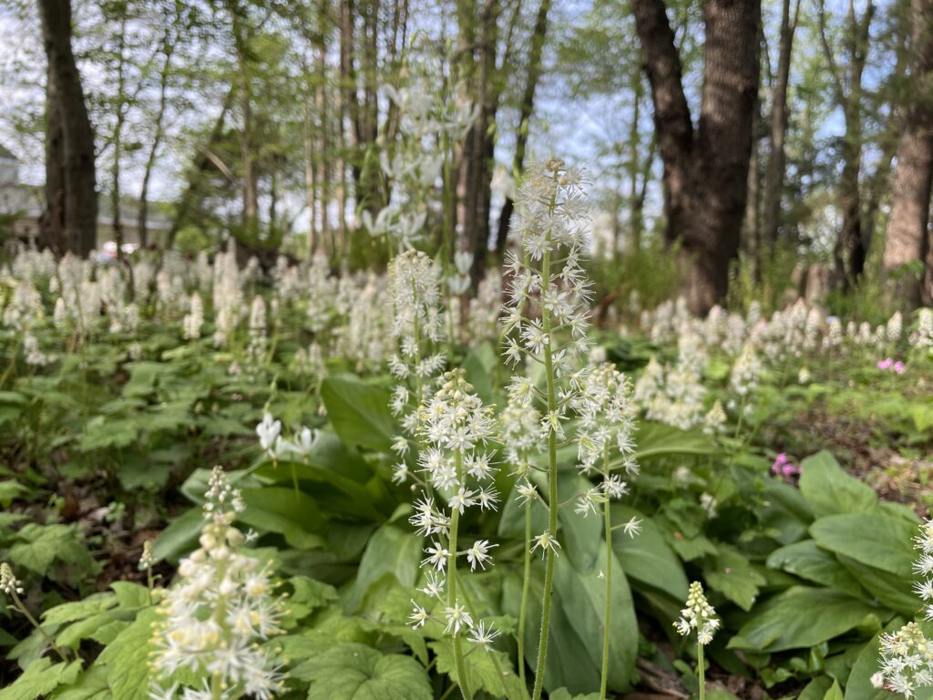 Foamflower - Creasey Mahan Nature Preserve