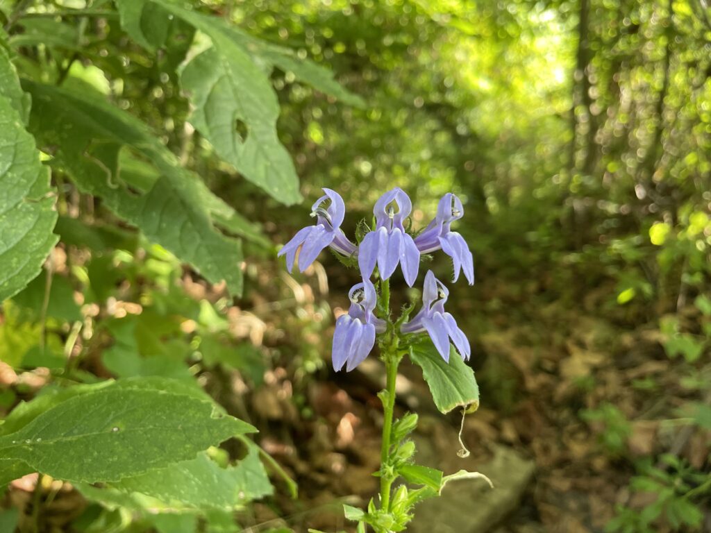 Great Blue Lobelia - Creasey Mahan Nature Preserve