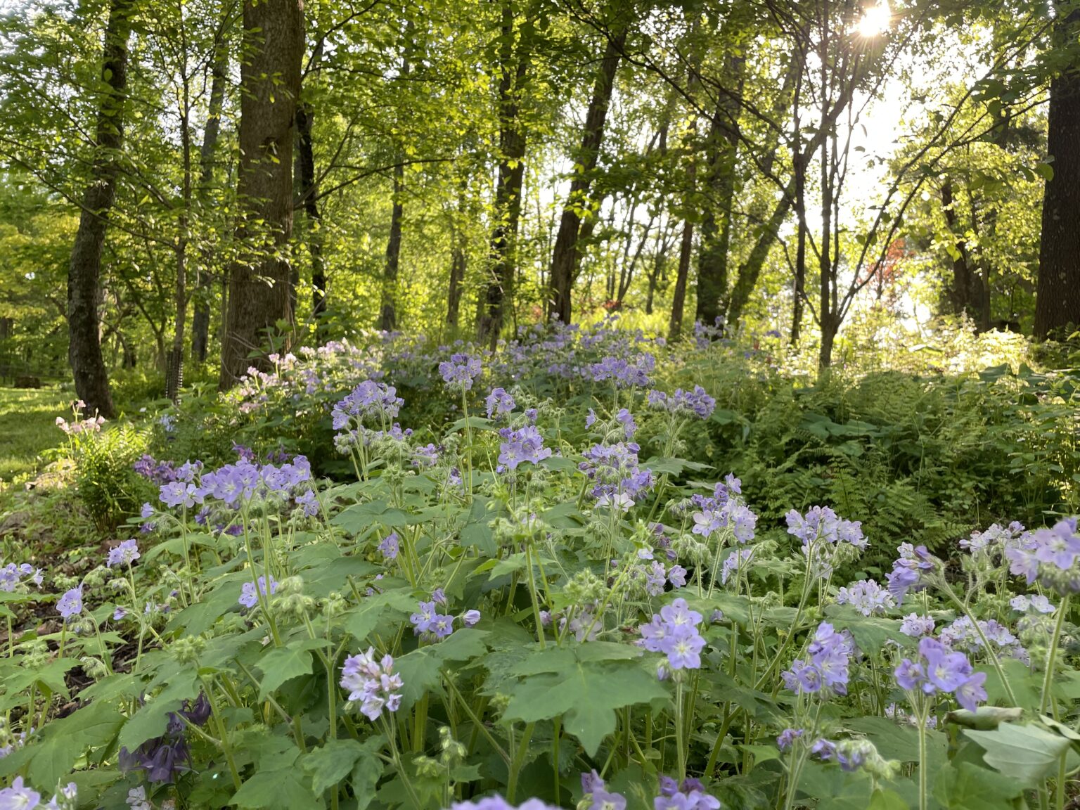Great Waterleaf - Creasey Mahan Nature Preserve