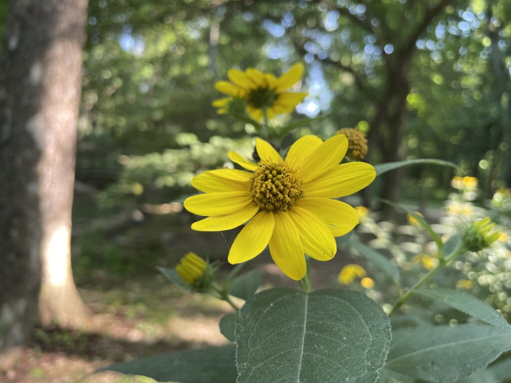 Woodland Sunflower - Creasey Mahan Nature Preserve
