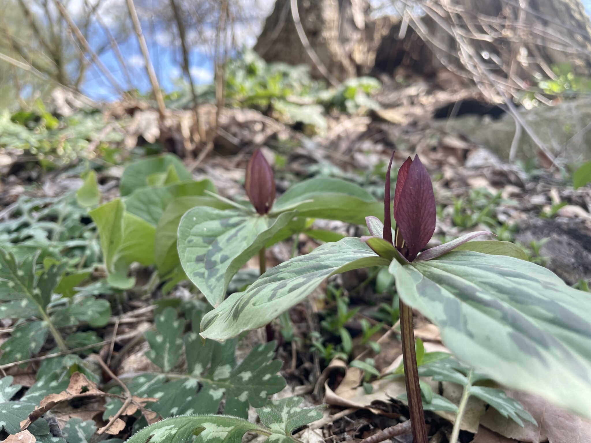 Large Toadshade - Creasey Mahan Nature Preserve
