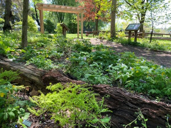 Sandhill Cranes Flying Over Kentucky - Creasey Mahan Nature Preserve
