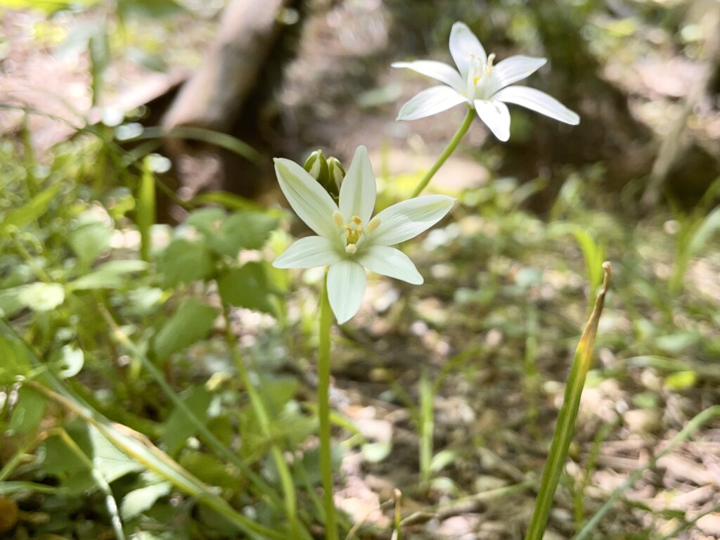 Common Star of Bethlehem - Creasey Mahan Nature Preserve