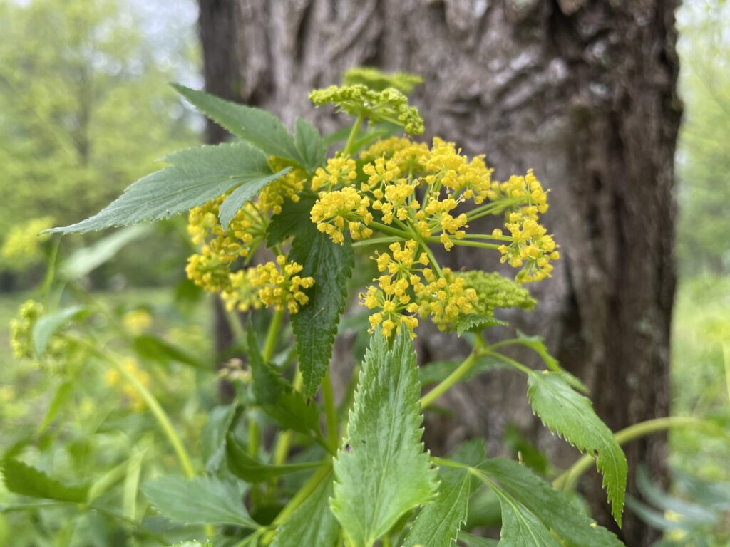 Golden Alexander - Creasey Mahan Nature Preserve
