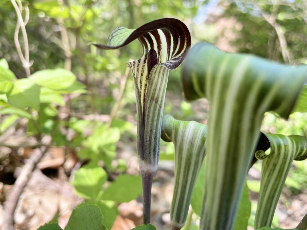Jack in the Pulpit - Creasey Mahan Nature Preserve
