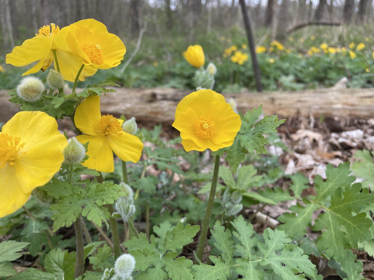 Wood Poppy - Creasey Mahan Nature Preserve