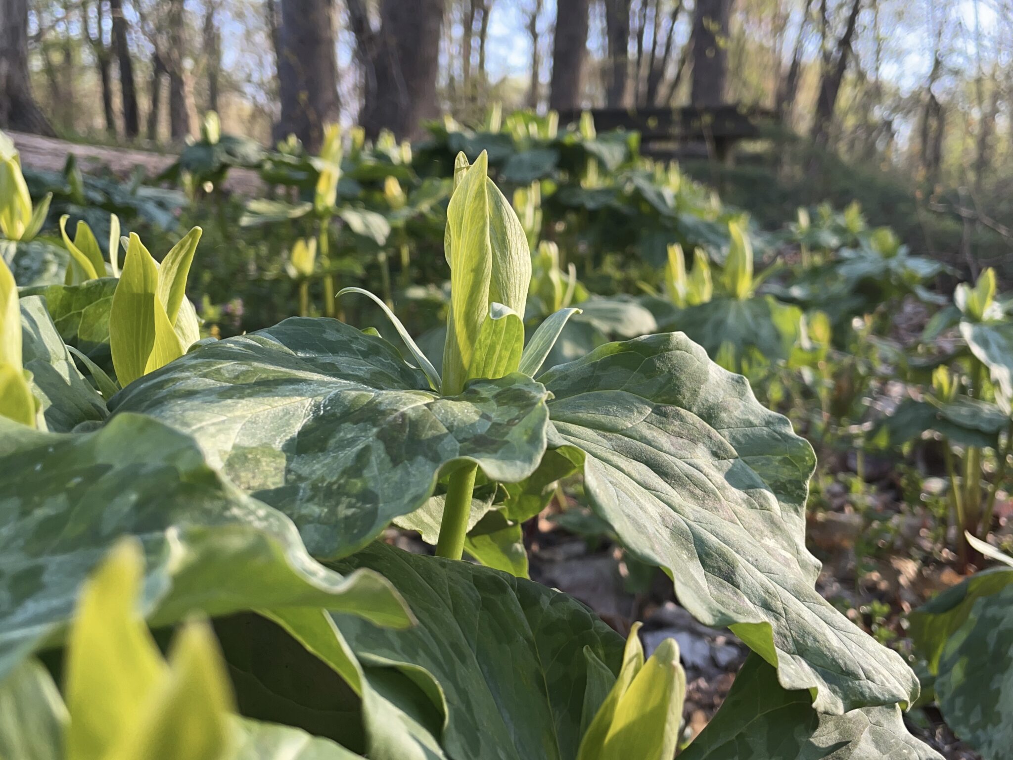 Yellow Toadshade - Creasey Mahan Nature Preserve