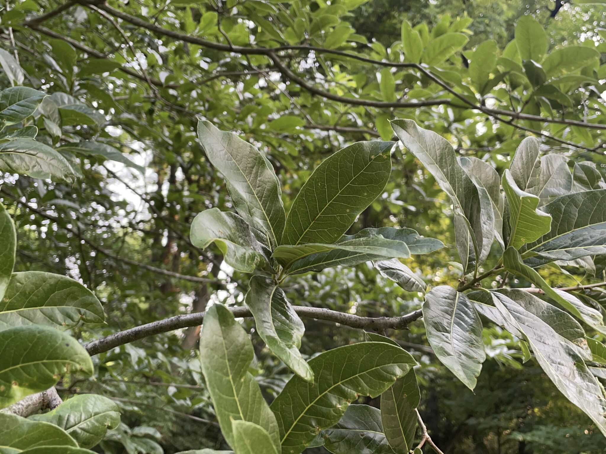 Shingle Oak - Creasey Mahan Nature Preserve