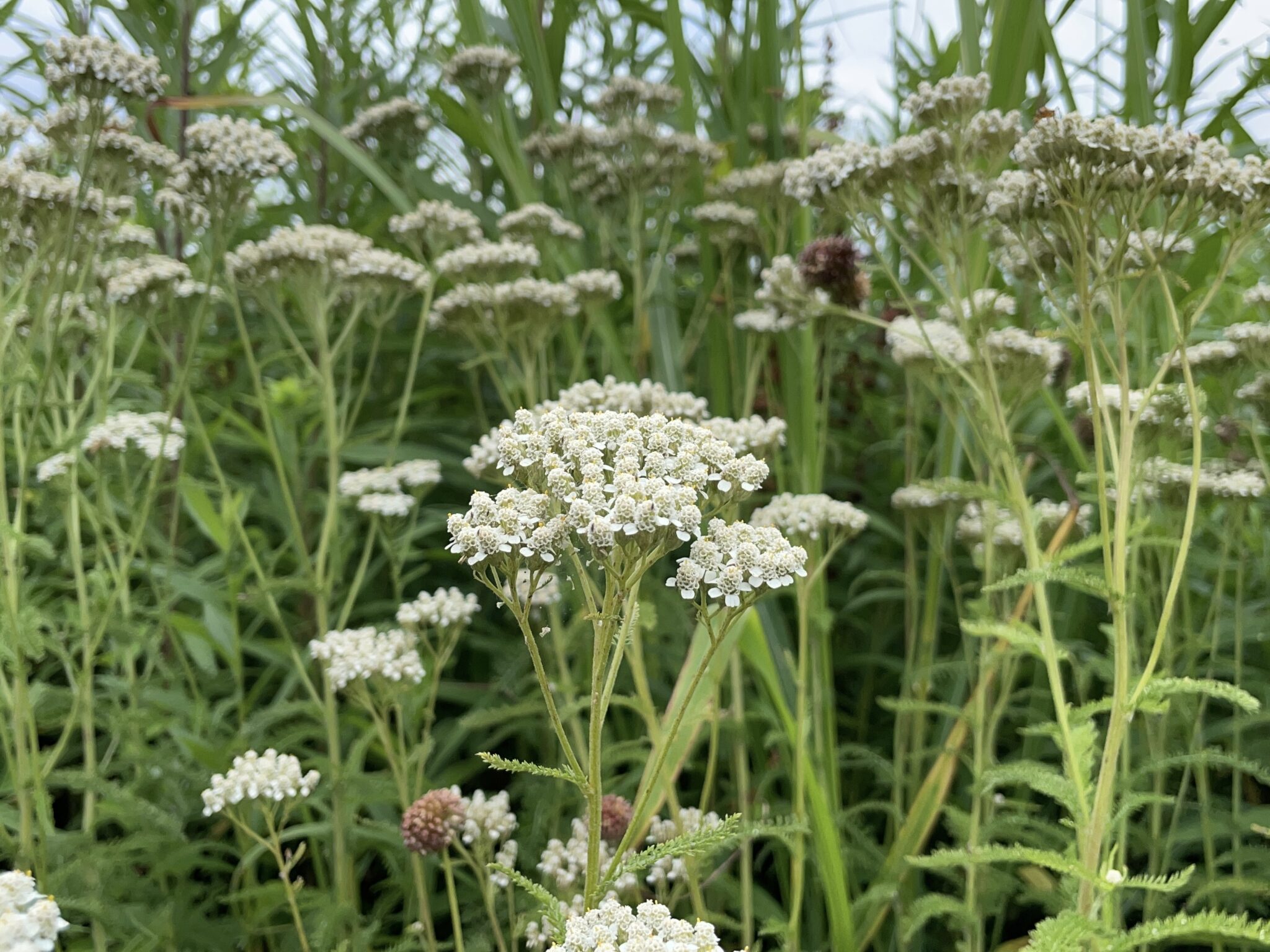 Yarrow - Creasey Mahan Nature Preserve