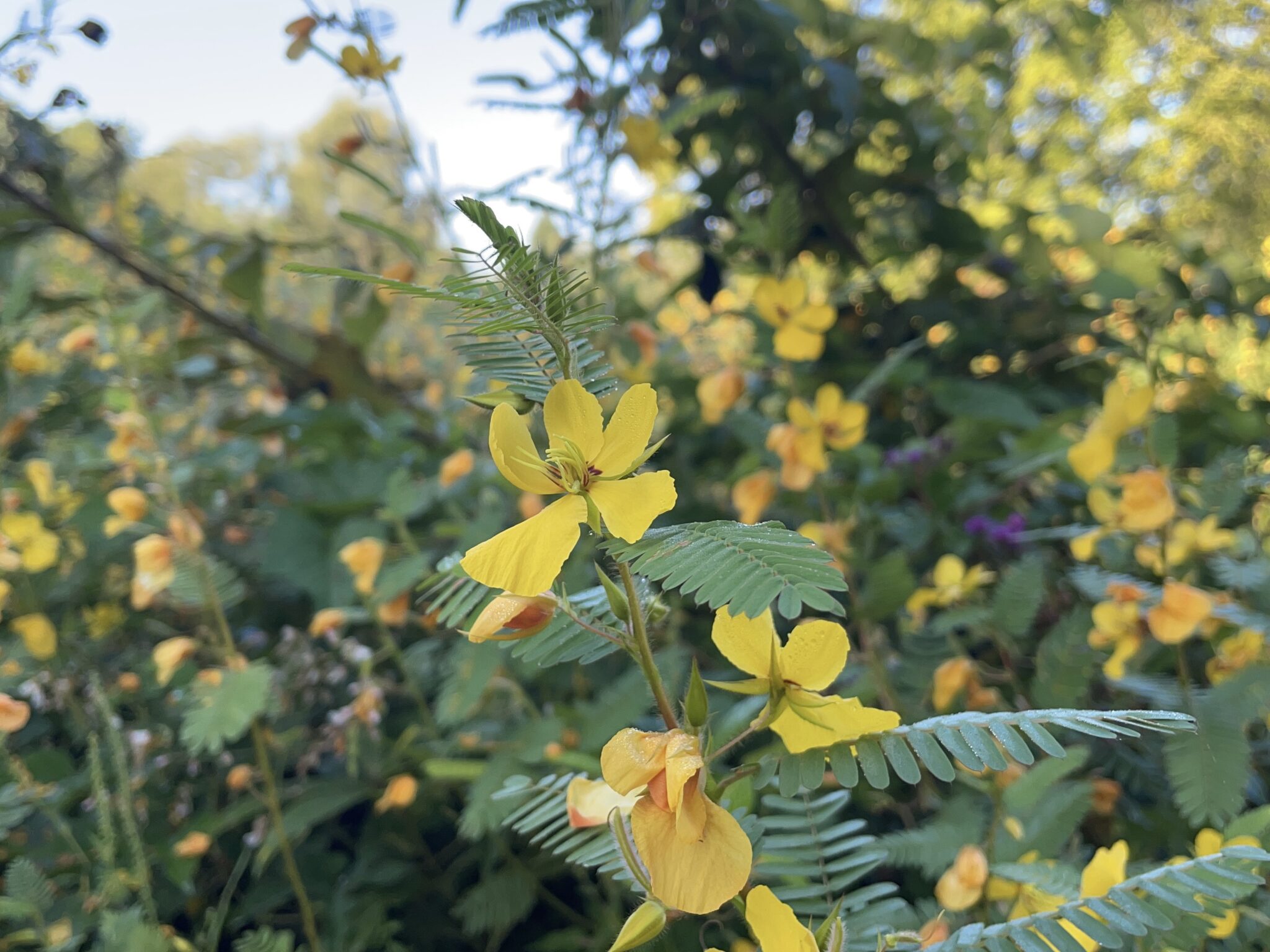 Partridge Pea - Creasey Mahan Nature Preserve