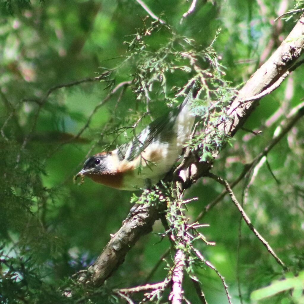 Sandhill Cranes Flying Over Kentucky - Creasey Mahan Nature Preserve