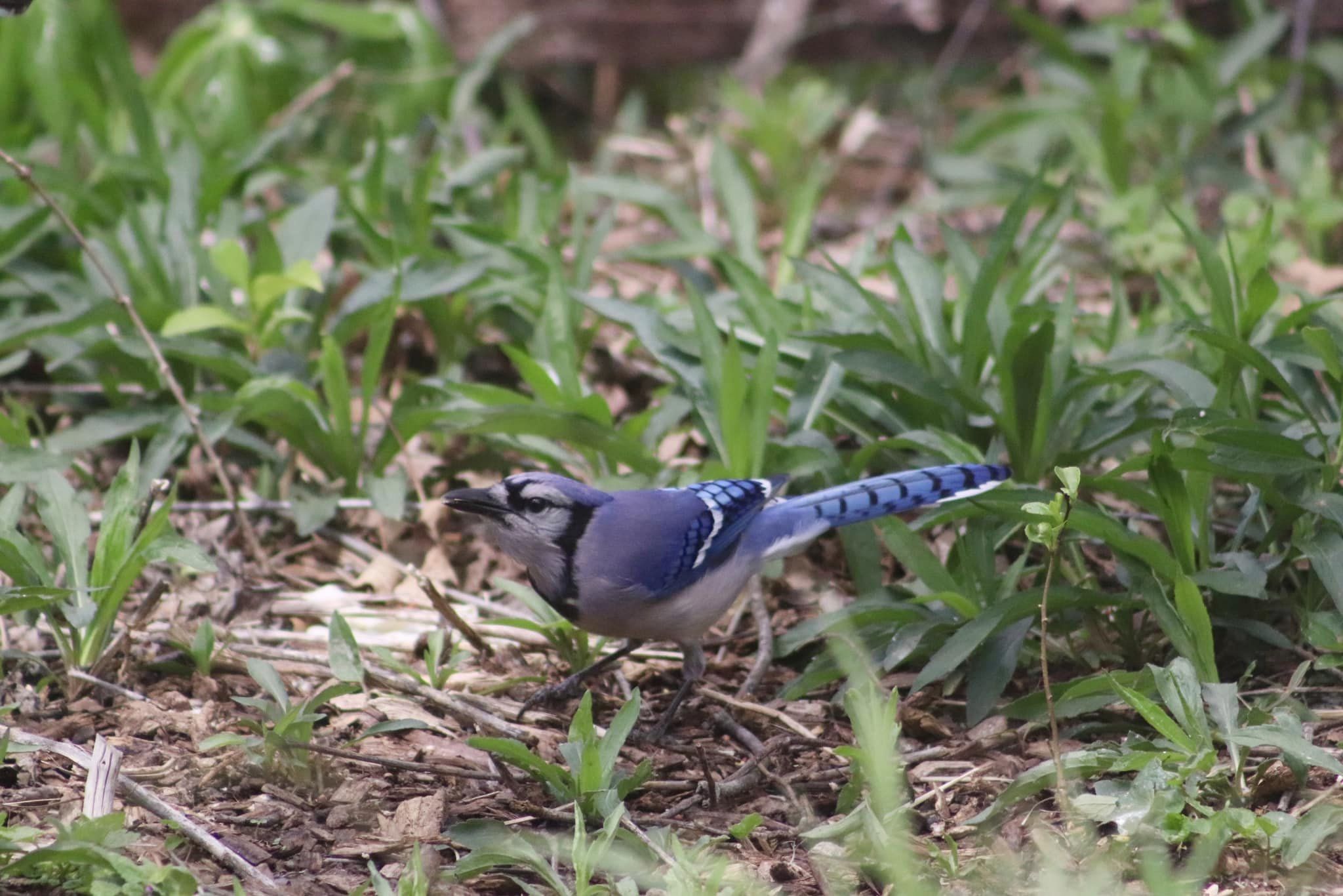 Blue Jays - Creasey Mahan Nature Preserve