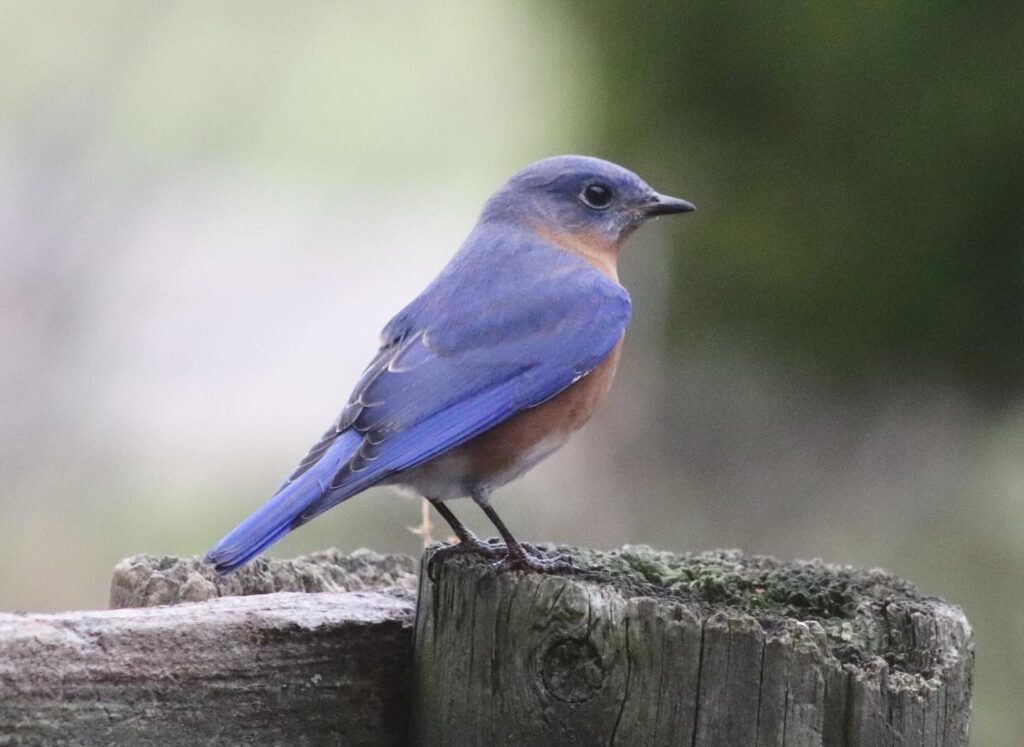 Eastern Bluebird - Creasey Mahan Nature Preserve