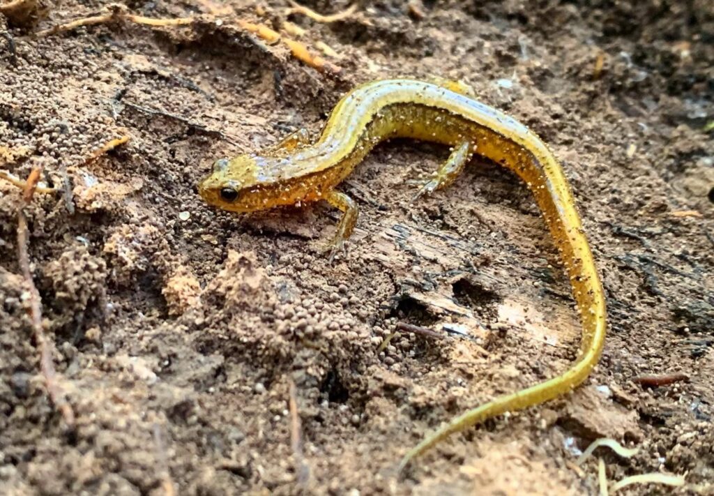Southern Two-lined Salamanders - Creasey Mahan Nature Preserve