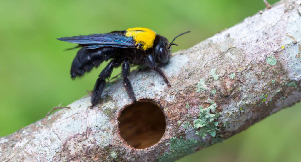 Busy Bees in Kentucky - Creasey Mahan Nature Preserve