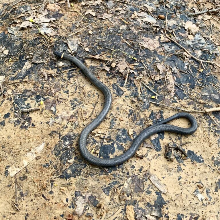 Ringneck Snakes - Creasey Mahan Nature Preserve