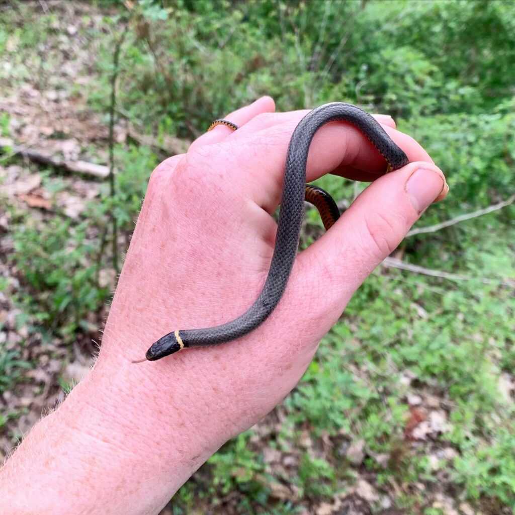 Ringneck Snakes - Creasey Mahan Nature Preserve