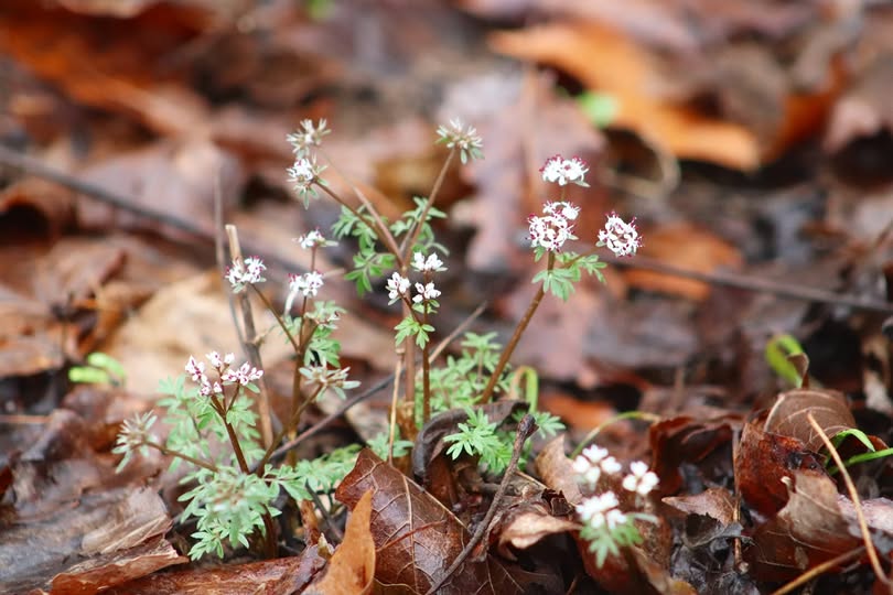 Harbinger of Spring - Creasey Mahan Nature Preserve